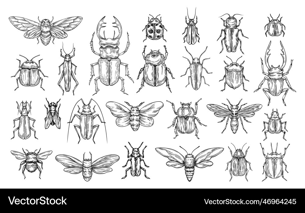 Set of line insects Royalty Free Vector Image - VectorStock
