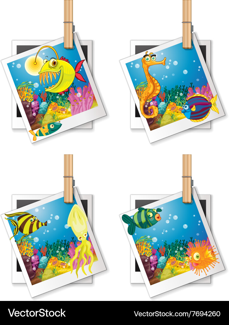 Four photo frames of fish Royalty Free Vector Image