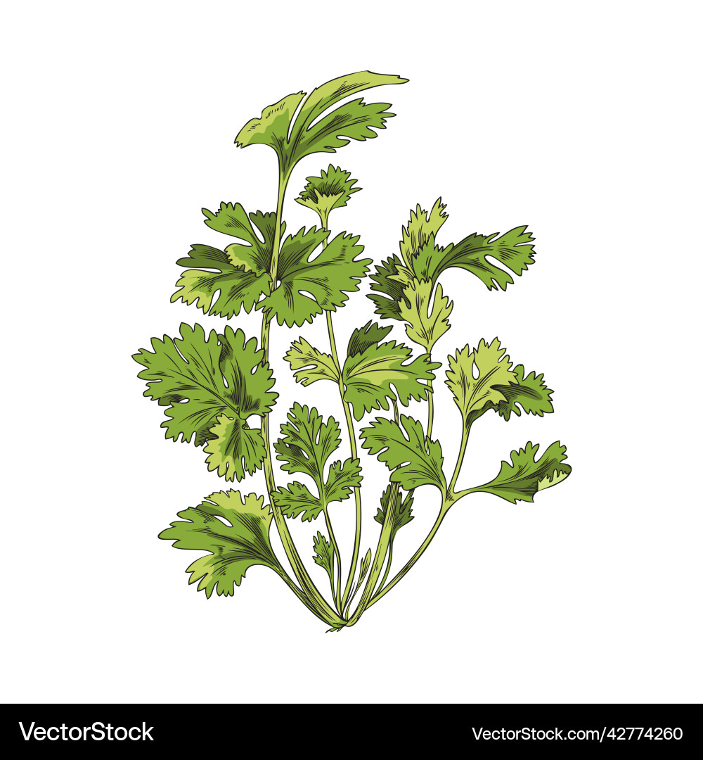 Green branch coriander bush botanical Royalty Free Vector