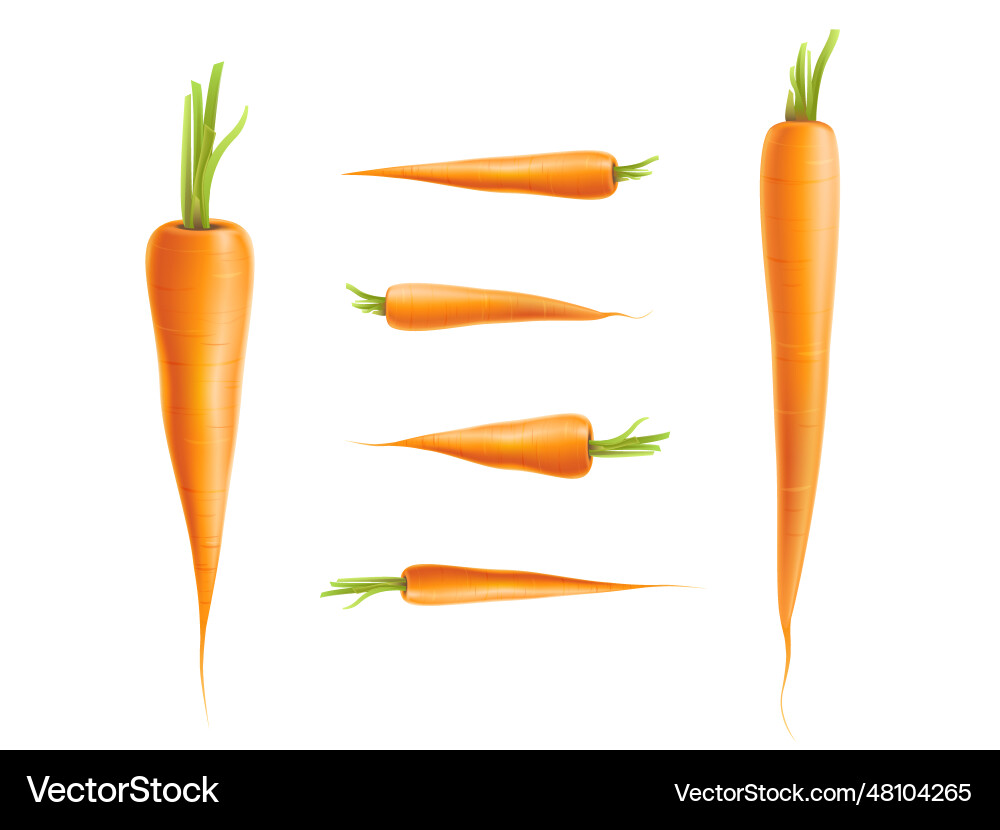 Photo-realistic carrot set isolated Royalty Free Vector