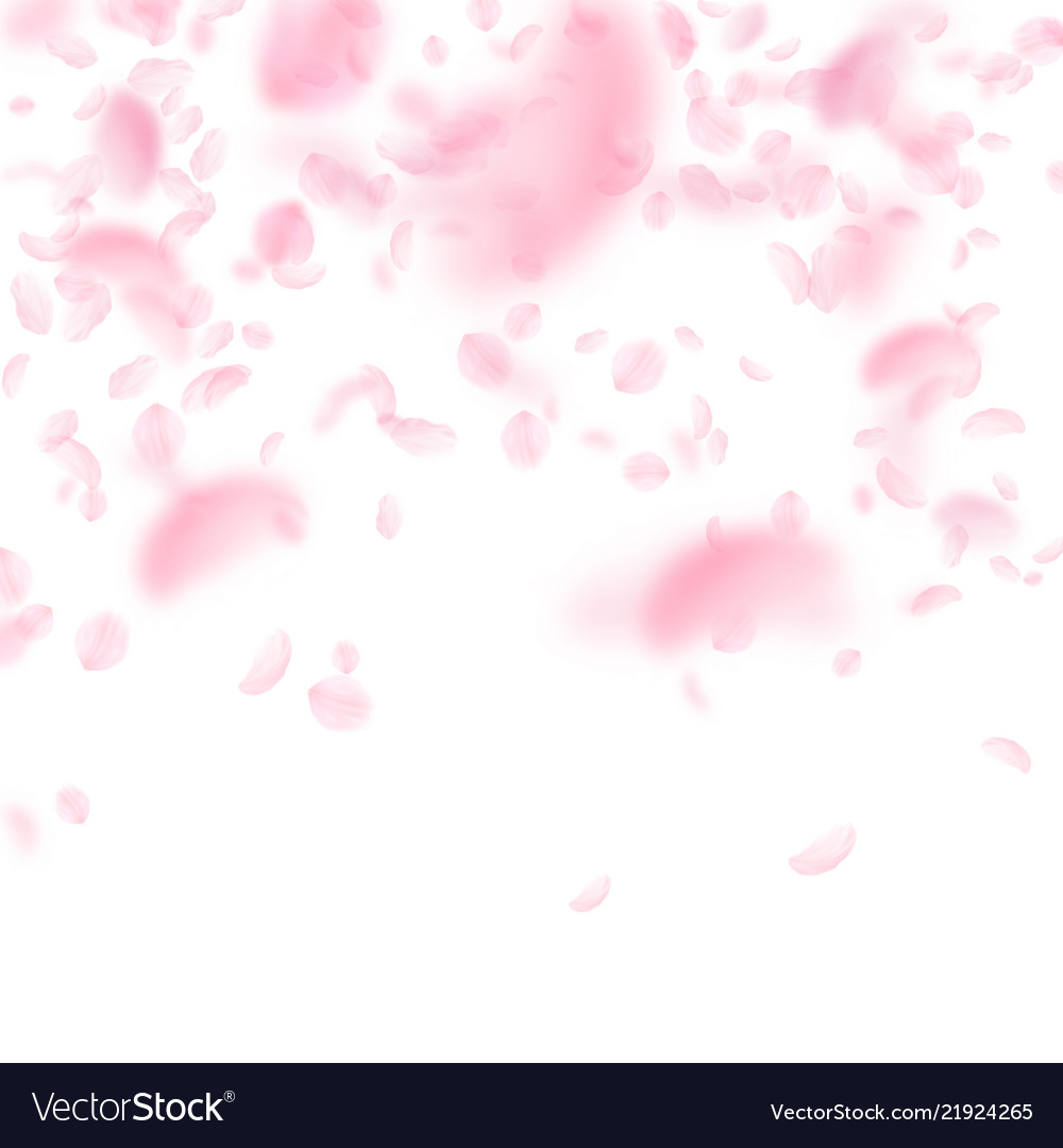 Sakura petals falling down Royalty Free Vector Image