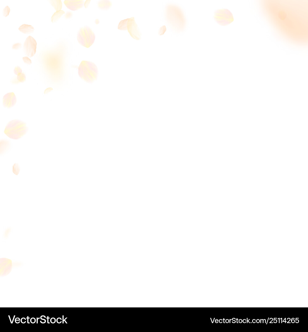 Yellow orange flower petals falling down popular Vector Image