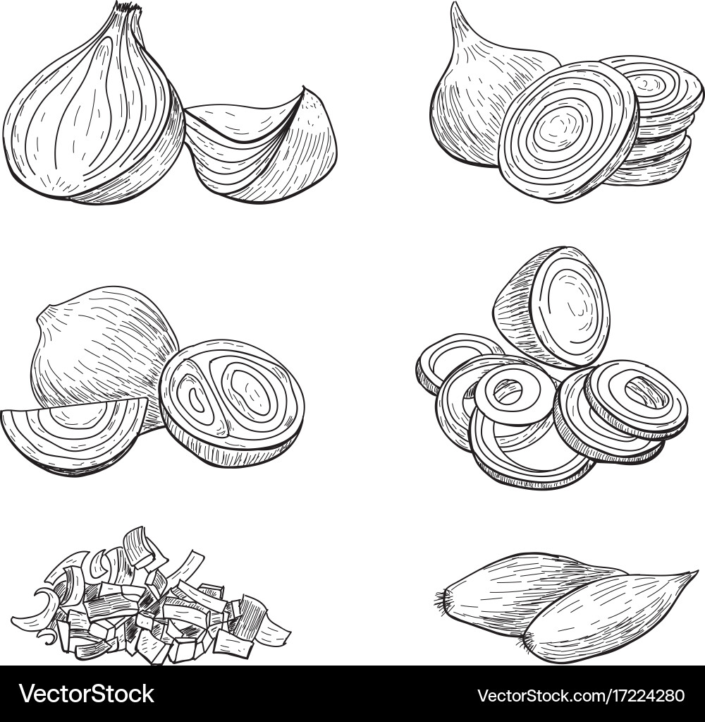 Onion hand drawn set full rings and half Vector Image