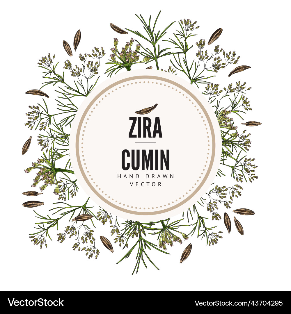 Cumin or zira caraway circle label frame Vector Image