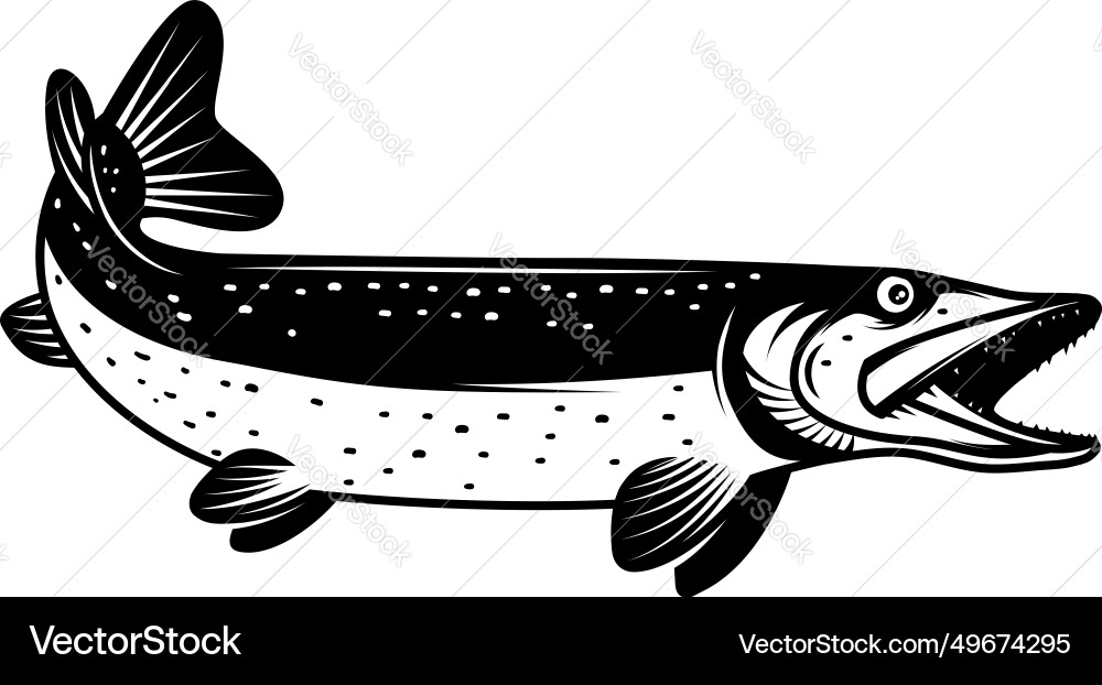 Pike fish in monochrome style isolated Royalty Free Vector