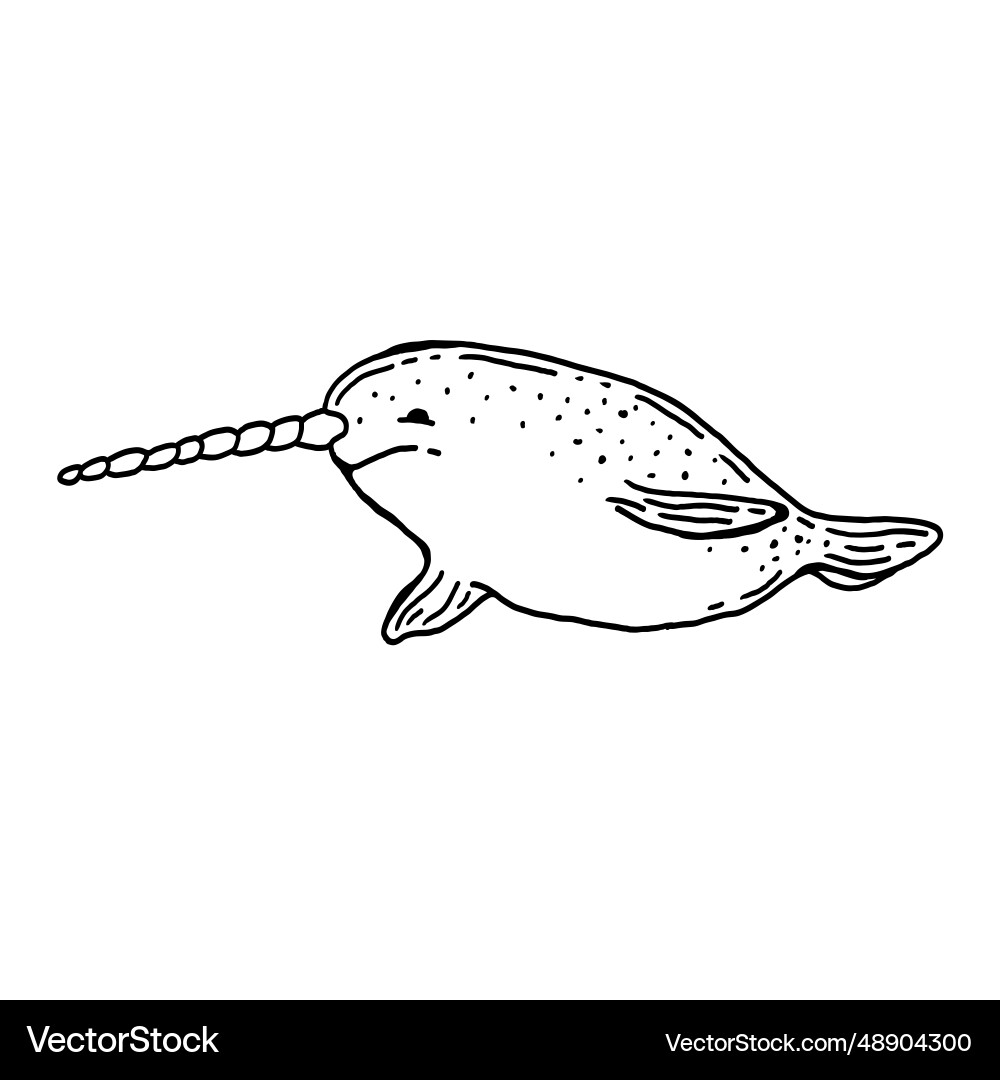 Hand drawn of narwhal Royalty Free Vector Image