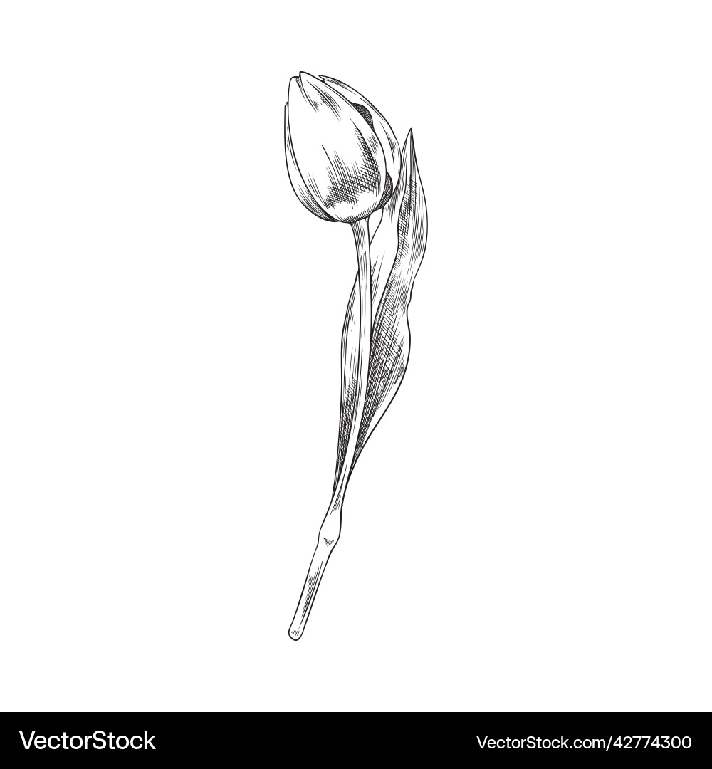 Hand drawn outlined tulip with engraving sketch Vector Image