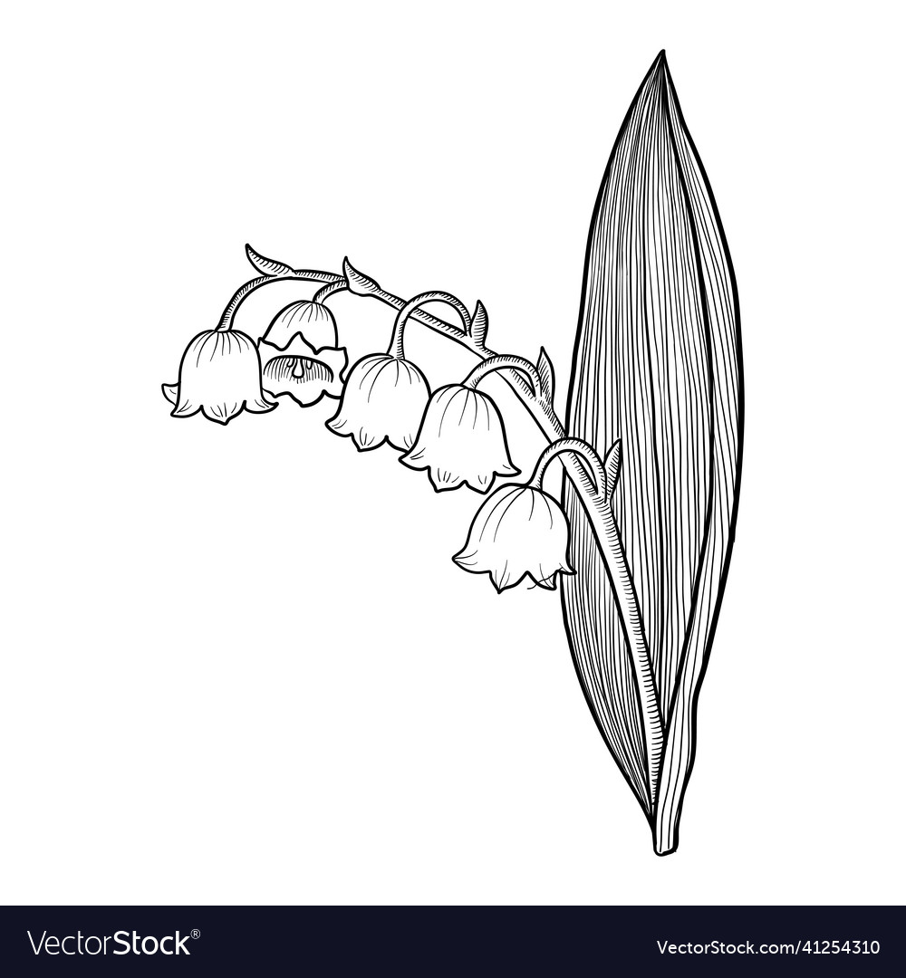 Drawing flower of lily valley Royalty Free Vector Image