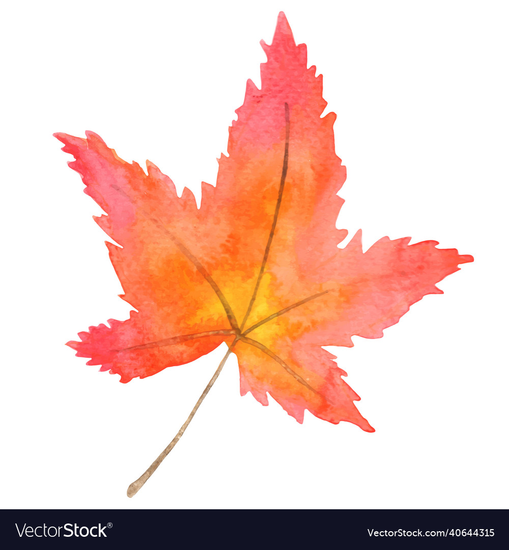 Autumn maple leaf watercolor Royalty Free Vector Image