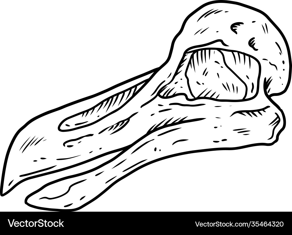 Dodo bird fossilized skull hand drawn sketch Vector Image