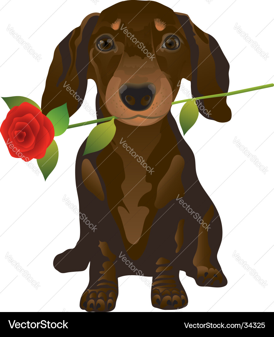 Dachshund Royalty Free Vector Image - VectorStock