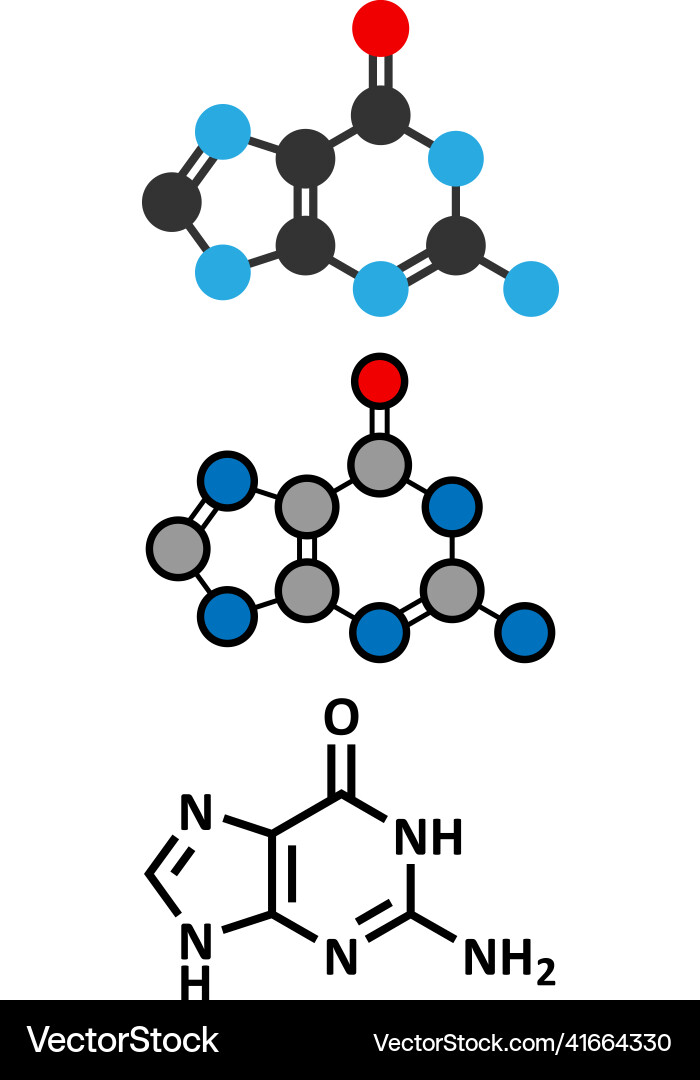 Guanine g purine nucleobase molecule base present Vector Image