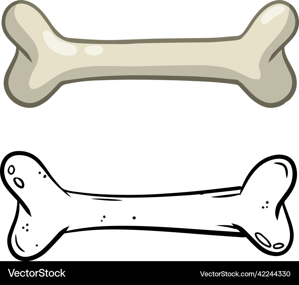 Set of bones part the human skeleton Royalty Free Vector