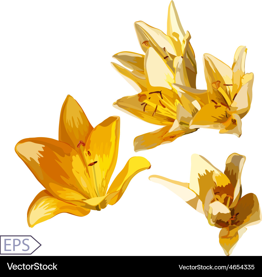 Lily flowers set with light isolated on white Vector Image
