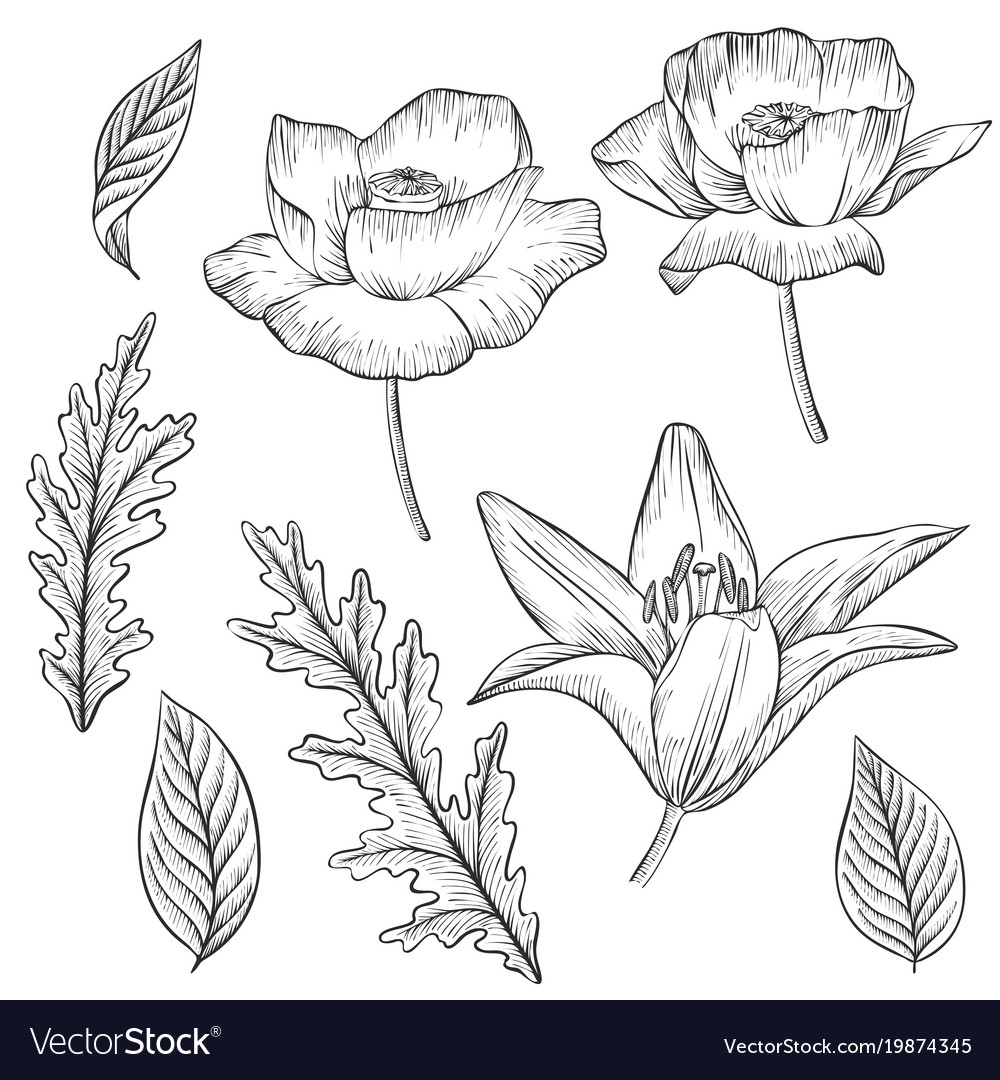 Vintage floral set Royalty Free Vector Image - VectorStock