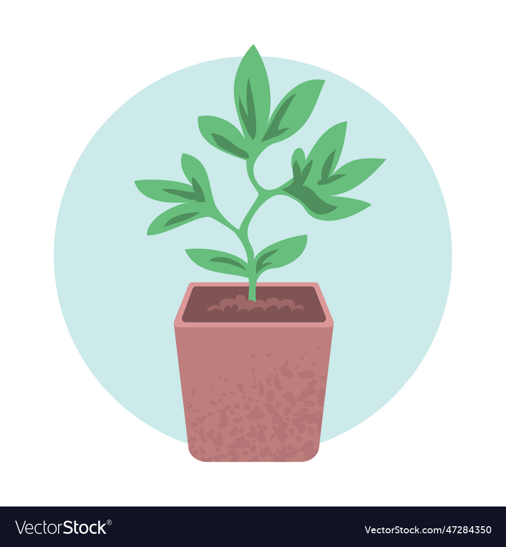 Green sprout of a plant on white background Vector Image