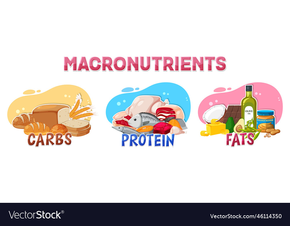 Macronutrients diagram with food ingredients Vector Image