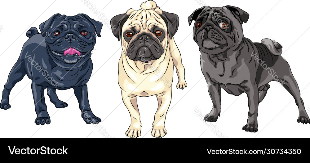 Set cute dog pug breed Royalty Free Vector Image