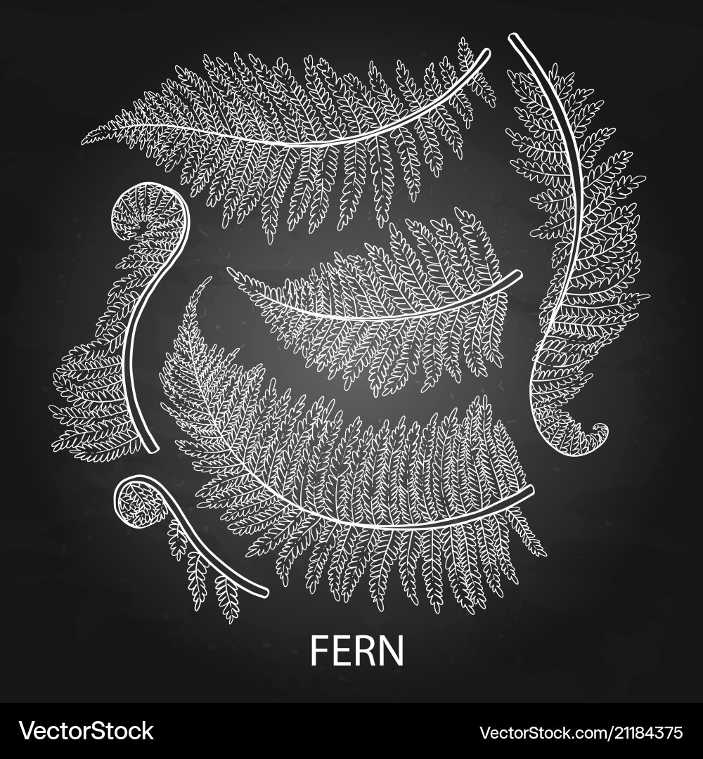 Graphic fern leaves Royalty Free Vector Image - VectorStock