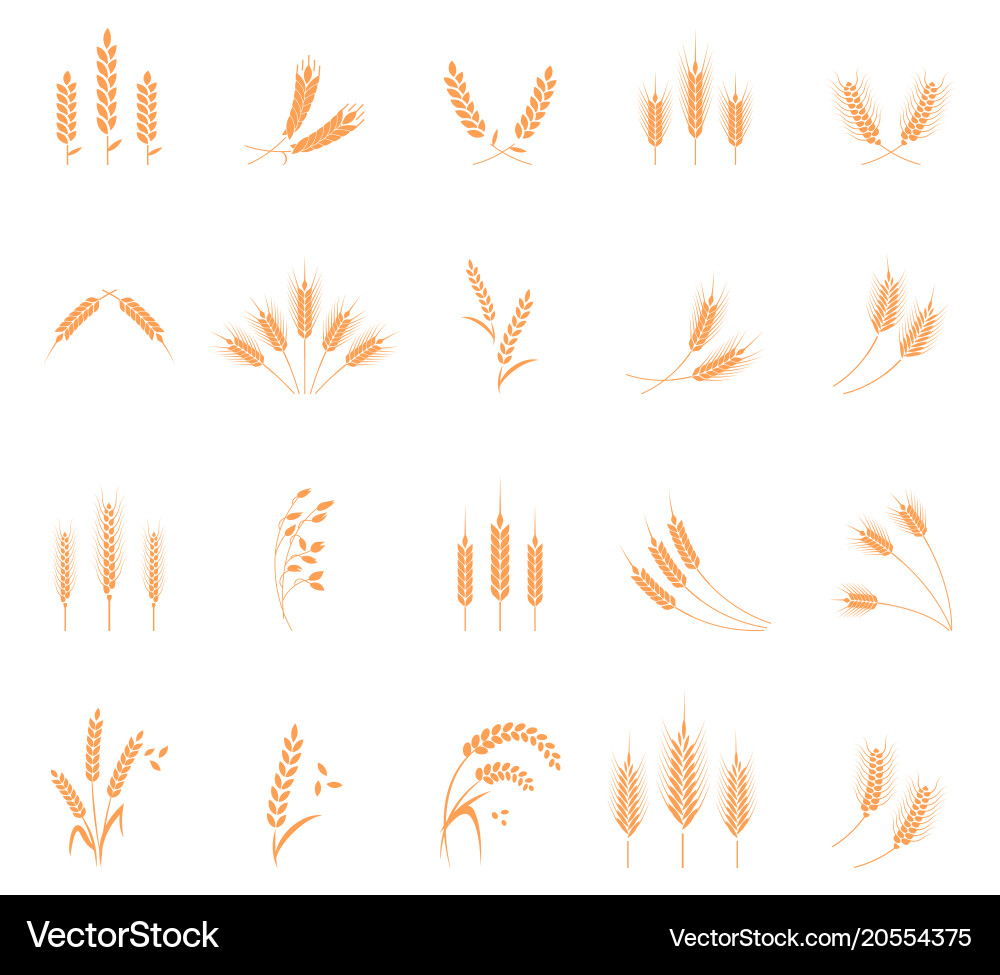 Wheat set of icons Royalty Free Vector Image - VectorStock