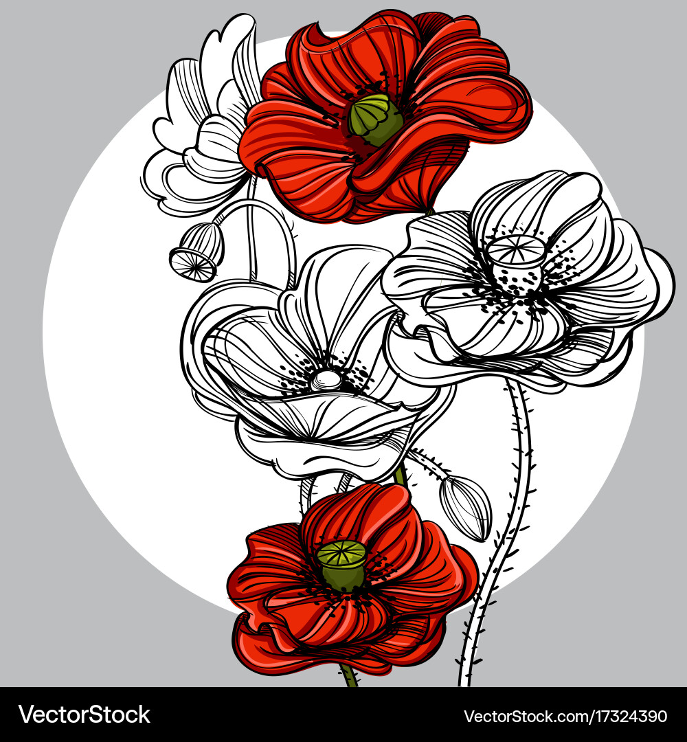 Hand drawn red poppies floral design element Vector Image