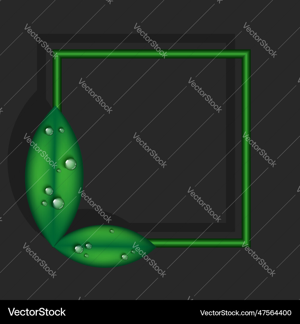 Two green leaves and realistic dew drops Vector Image