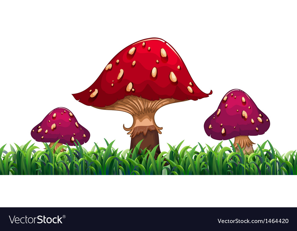 Three mushrooms Royalty Free Vector Image - VectorStock Three mushrooms Royalty Free Vector Image - VectorStock
