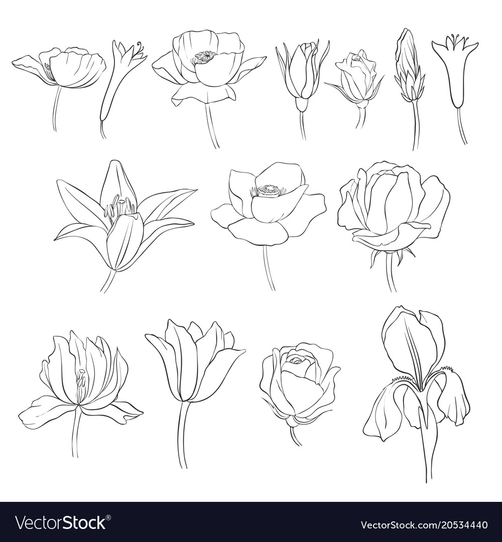 Flowers vintage floral set Royalty Free Vector Image