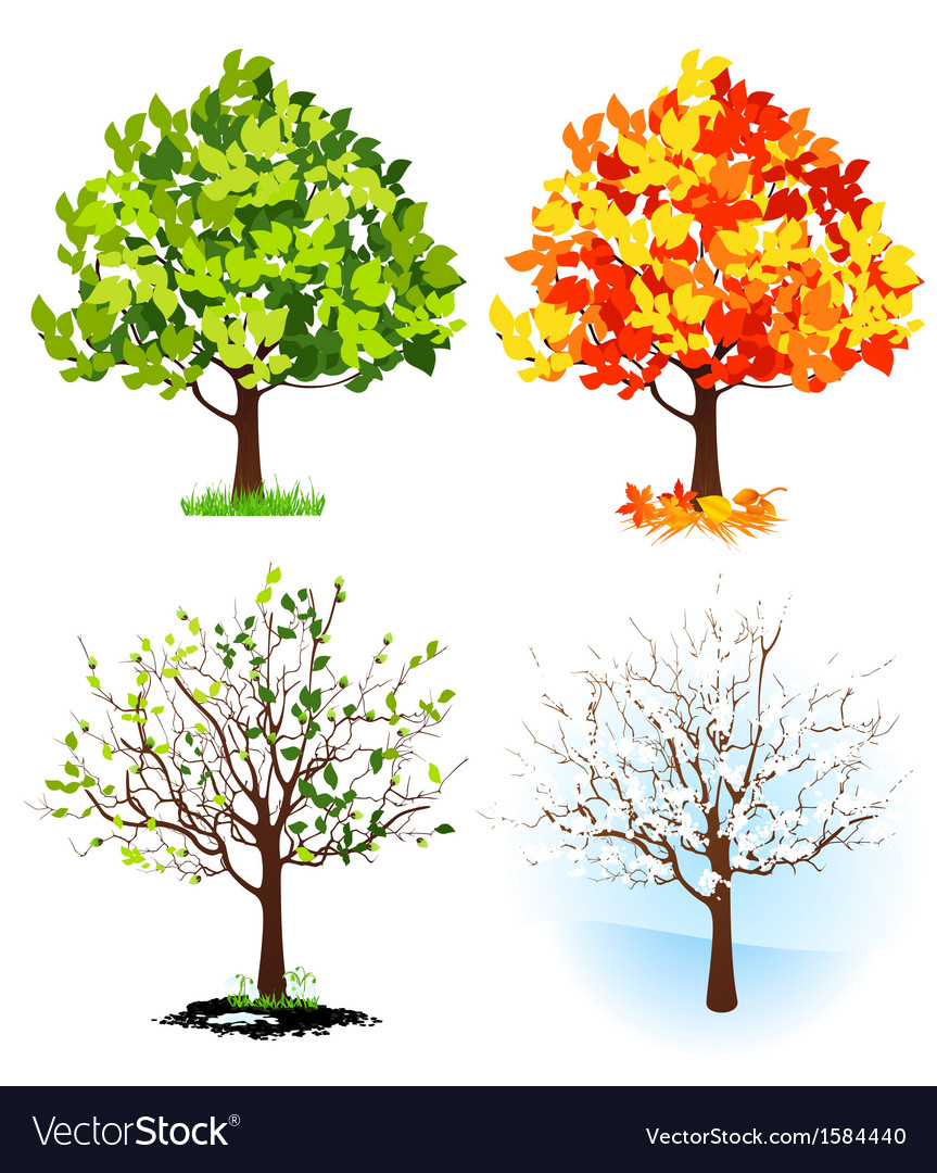 Four season trees Royalty Free Vector Image - VectorStock Four season trees Royalty Free Vector Image - VectorStock