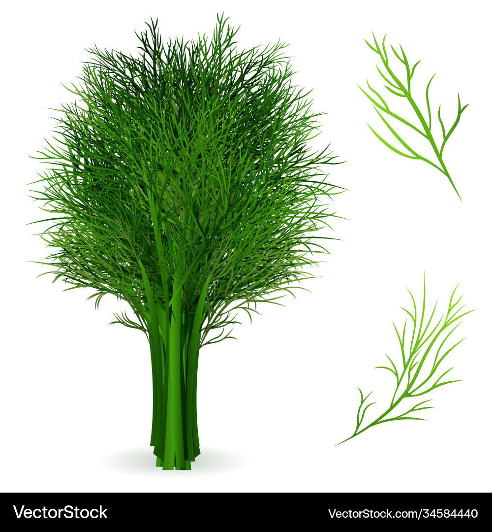 Realistic detailed 3d green fresh dill set Vector Image