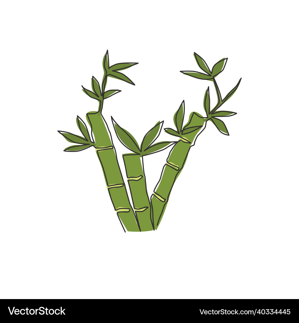 Bamboo Plant Drawing