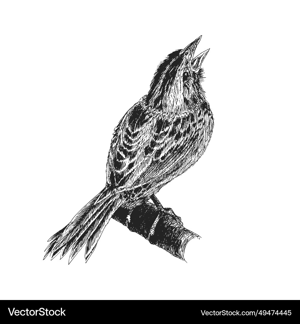 Sparrow hand drawn sketch in singing bird Vector Image