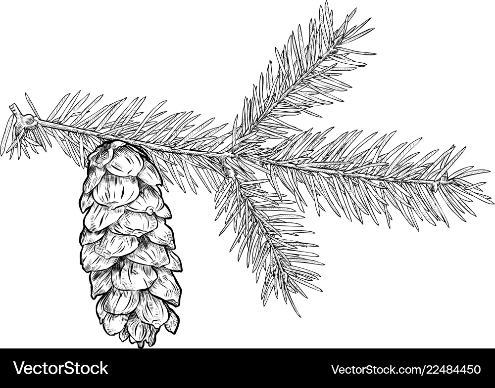 Hand drawn fir tree branch with cone isolated Vector Image