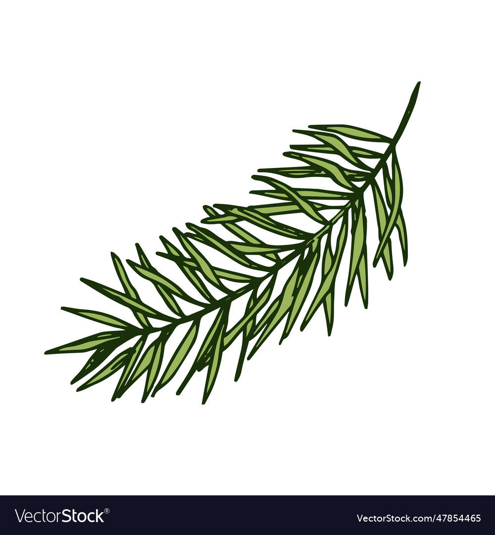 Hand drawn pine tree branch isolated on white Vector Image Hand drawn pine tree branch isolated on white Vector Image