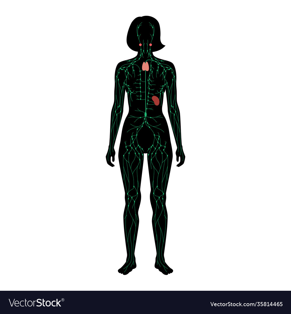 Lymphatic system concept Royalty Free Vector Image