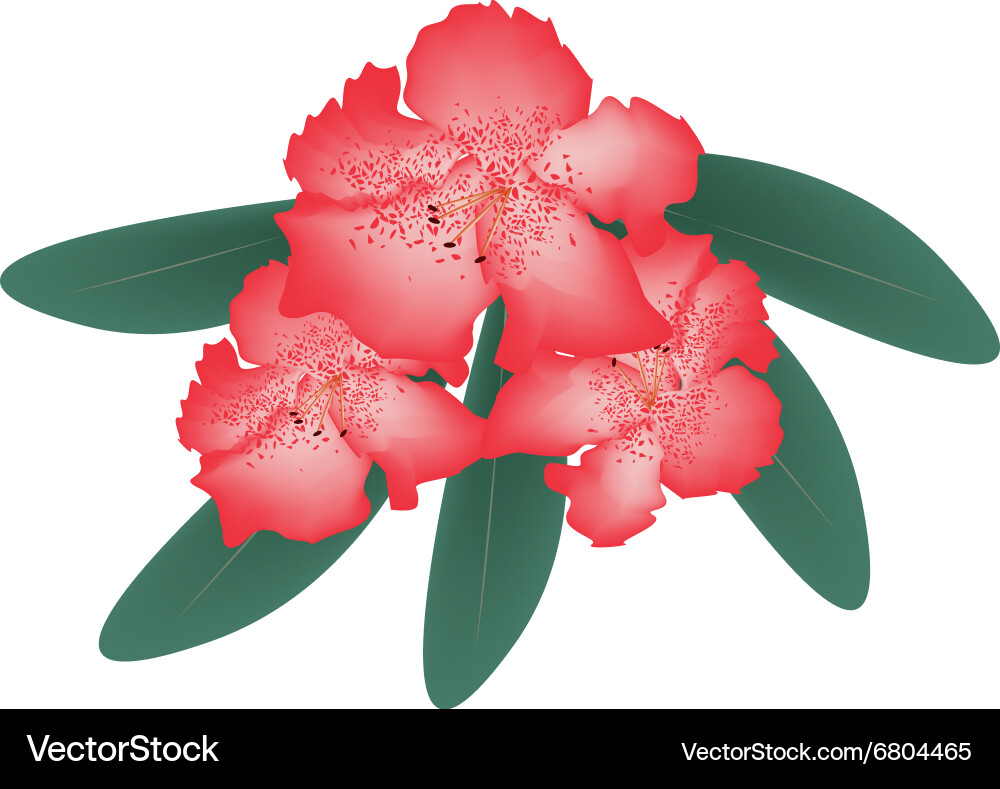 Red rhododendron with green leaves Royalty Free Vector Image