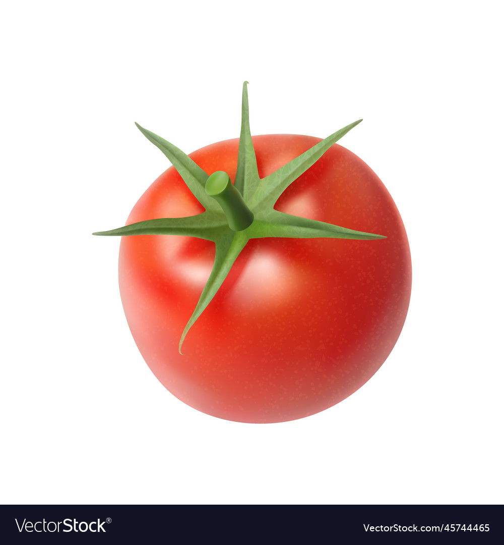 Tomato side view composition Royalty Free Vector Image