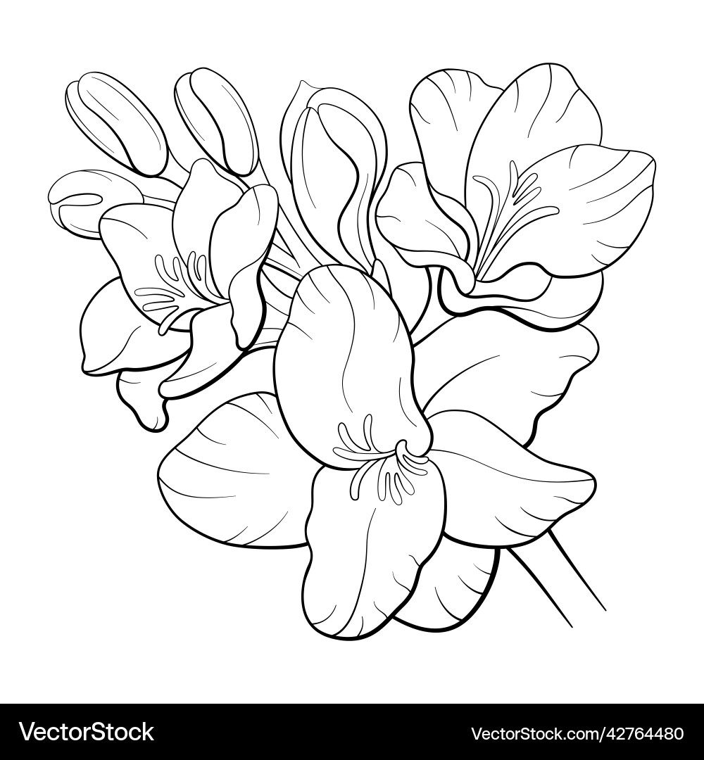 Abstract freesia flower outline Royalty Free Vector Image