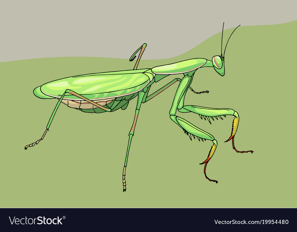 Praying mantis hand drawn Royalty Free Vector Image Praying mantis hand drawn Royalty Free Vector Image