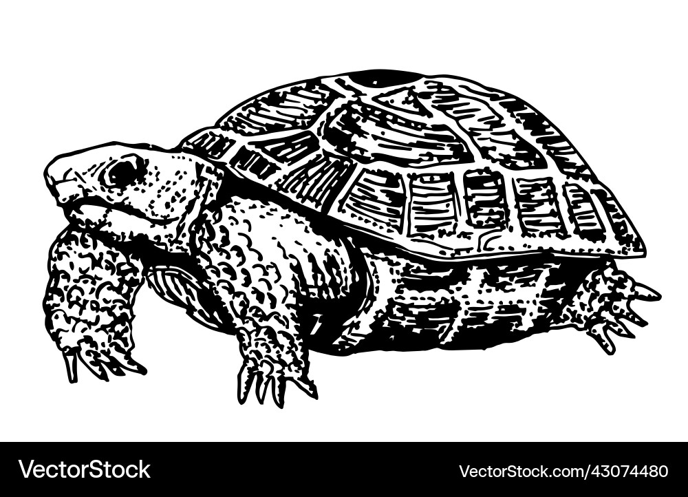 Sketch engraving drawing Royalty Free Vector Image