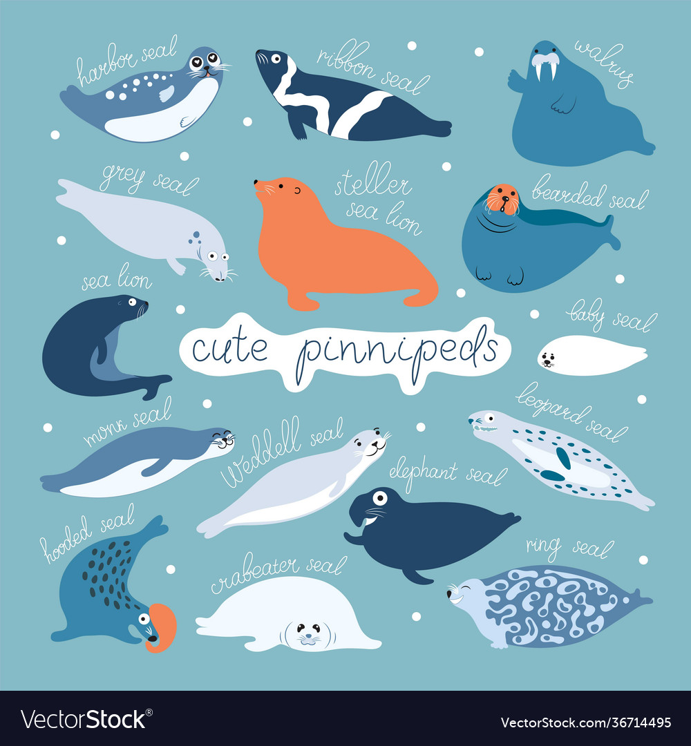 Cute seals or all pinnipeds flat graphic Vector Image