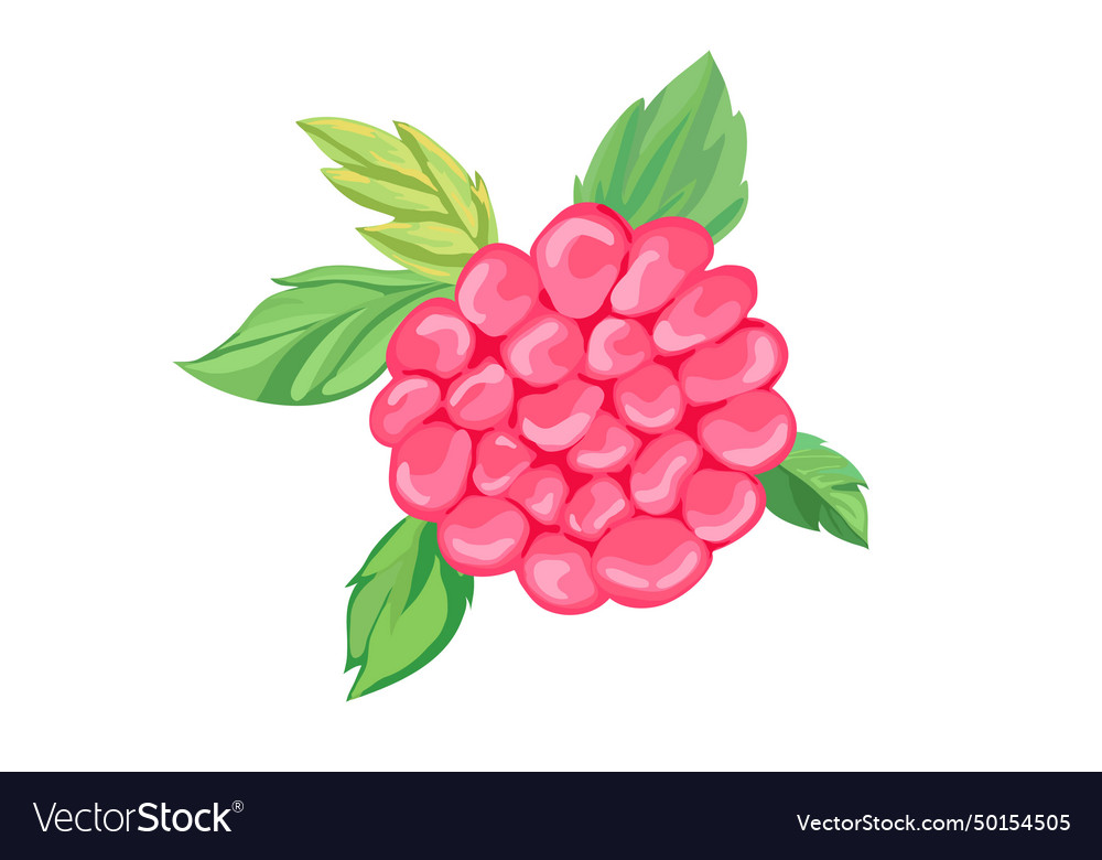 Raspberry Royalty Free Vector Image - VectorStock