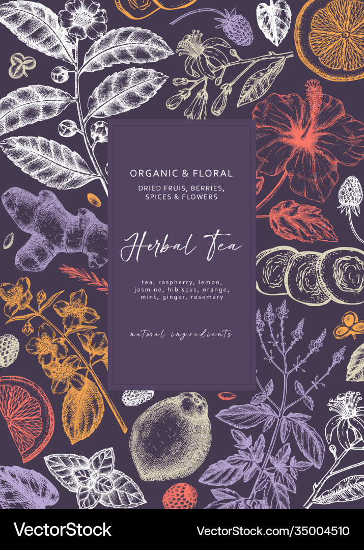Hand sketched herbal tea ingredients banner Vector Image