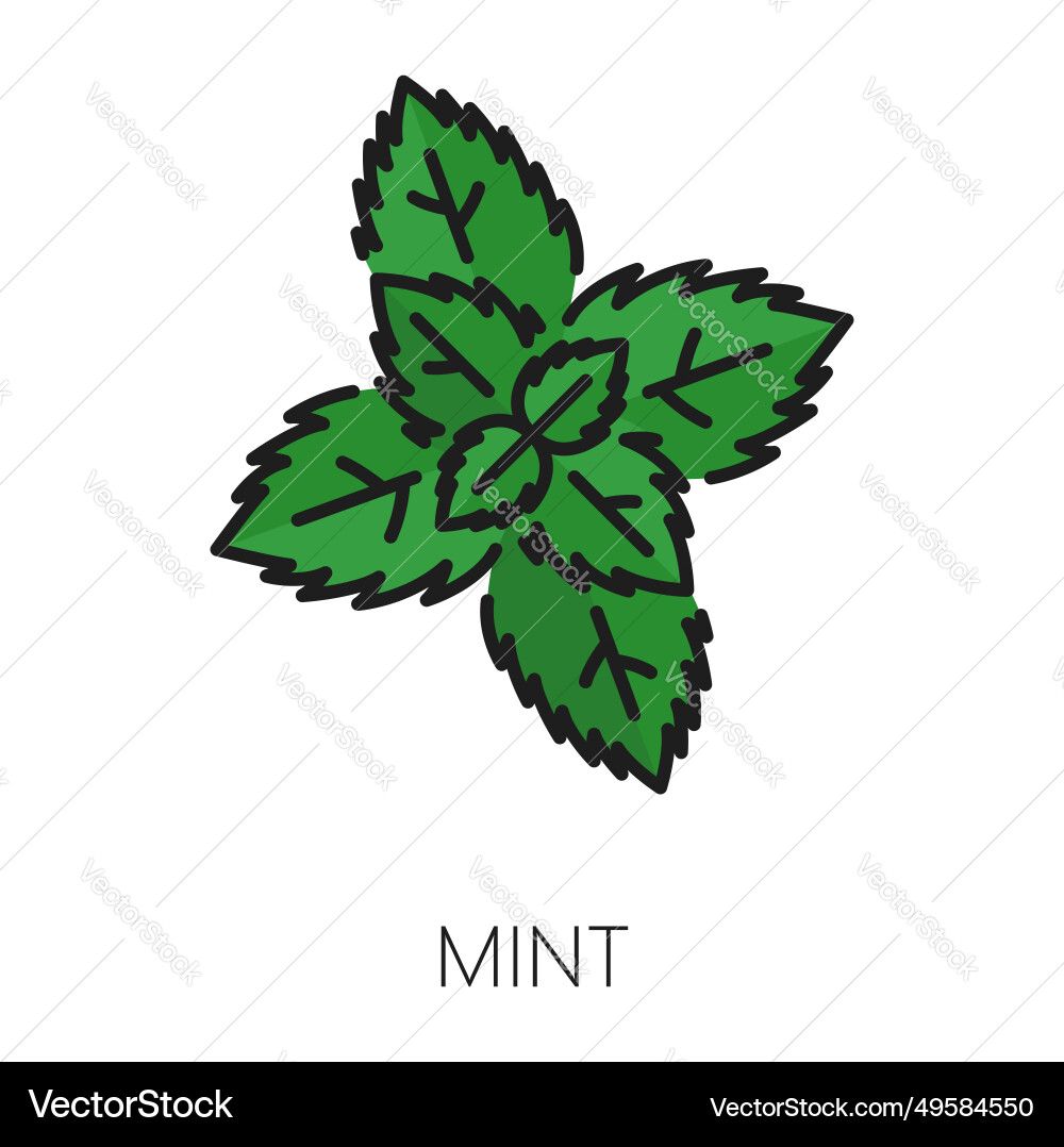 Peppermint green outline culinary herb watermint Vector Image