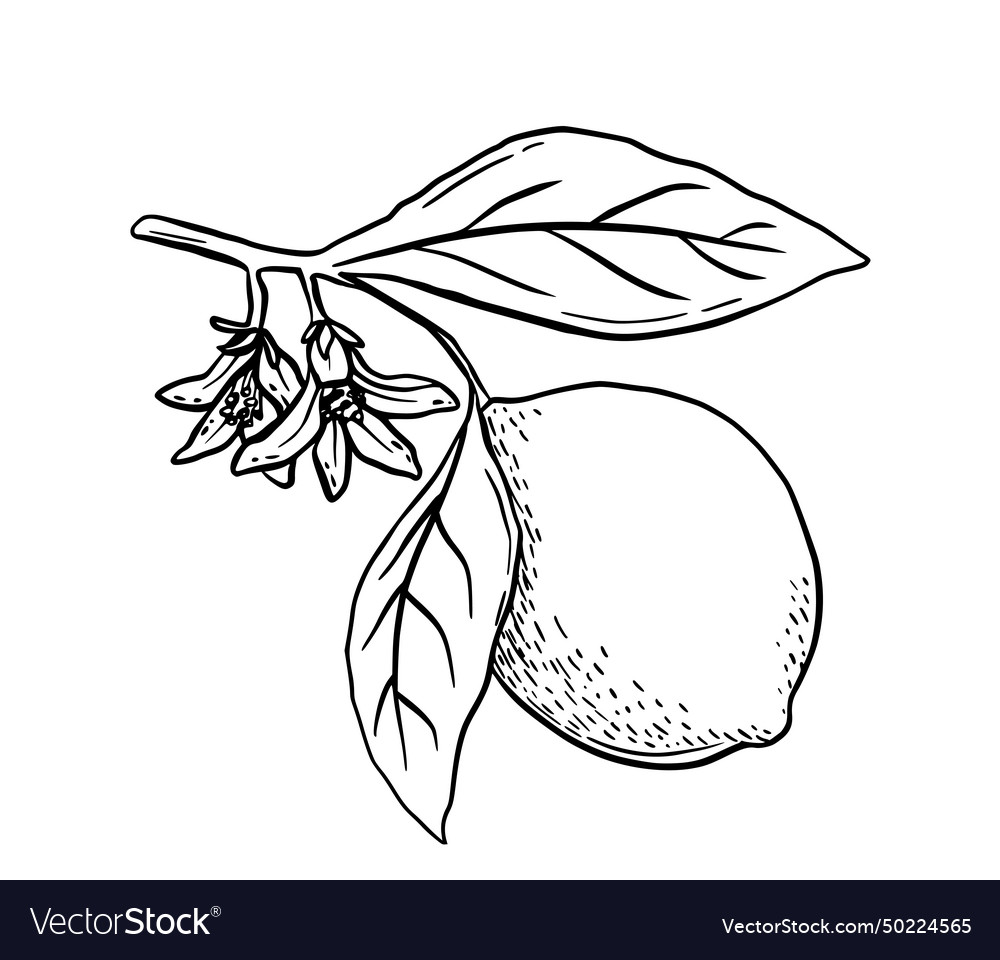 Hand drawn etching lemon with leaves and flower Vector Image