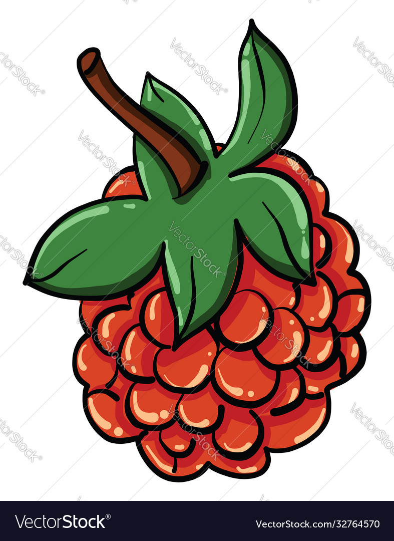 Raspberry on white background Royalty Free Vector Image