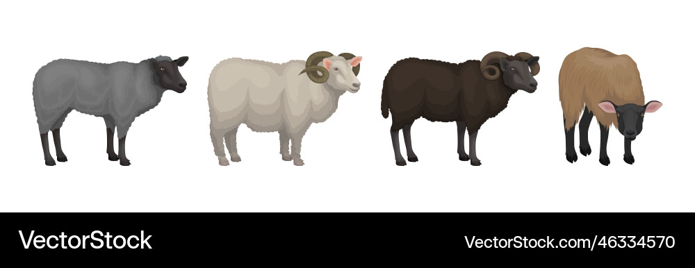 Sheep as ruminant domestic mammal kept Royalty Free Vector