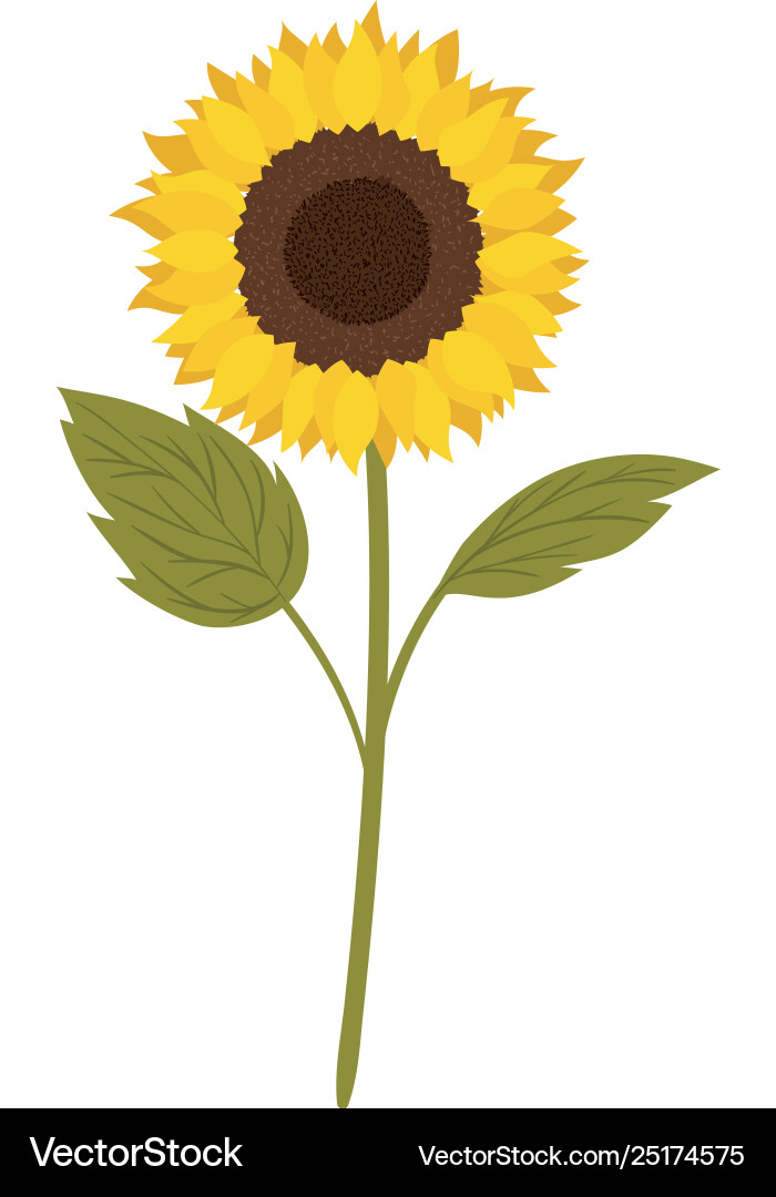 Beautiful sunflower isolated icon Royalty Free Vector Image