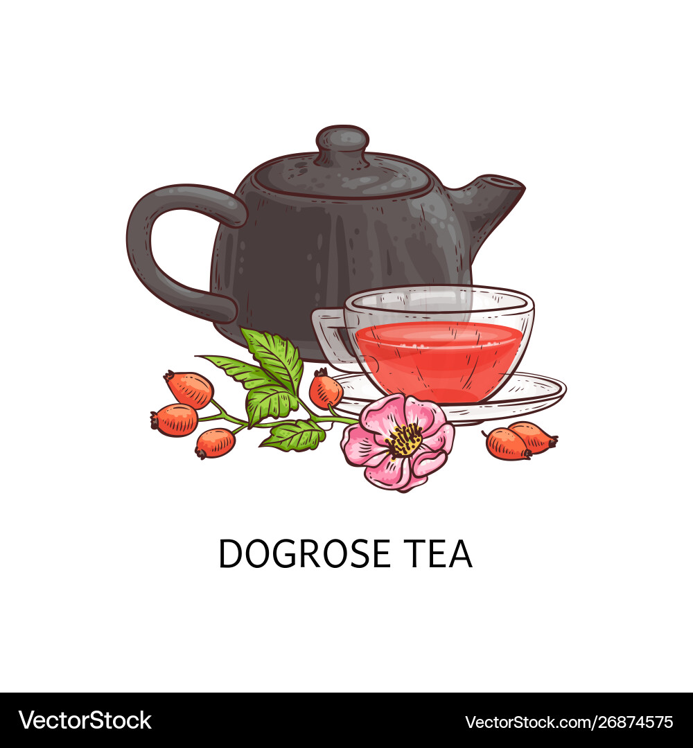 Dog rose tea - berry fruit beverage drawing in Vector Image
