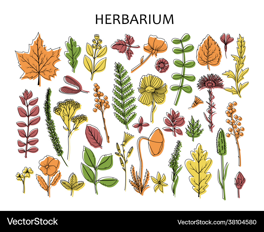 A set dried leaves and flowers Royalty Free Vector Image